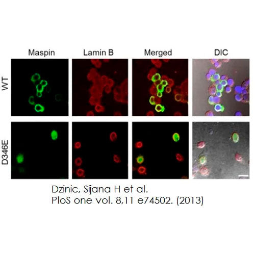27965. NORMAL GOAT SERUM 50ML ABCAM – CTR Scientific