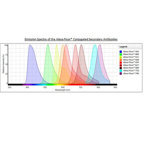 29878. DONKEY ANTI-RABBIT IGG H&L (DYLIGHT 594) PREADSORBED 500UG ABCA ...
