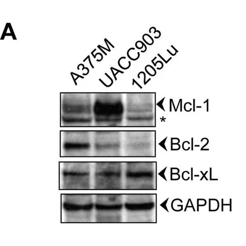 51140. ANTICUERPO ANTI-GAPDH POLICLONAL DE CONEJO 100UL - SIGMA-ALDRIC ...