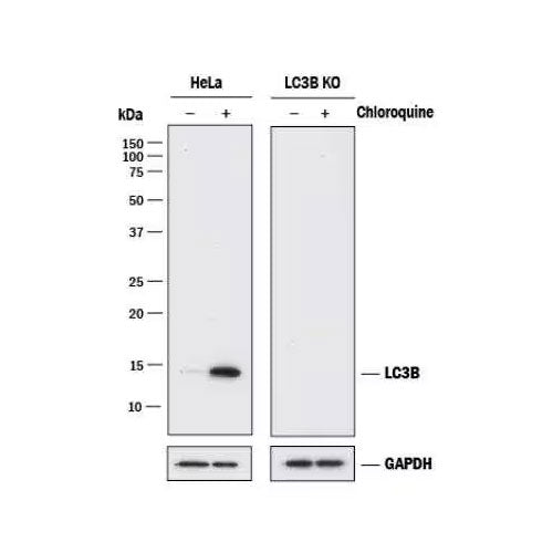 29989. LC3B ANTIBODY (1251A) 0.025MG NOVUS BIOLOGICALS – CTR Scientific