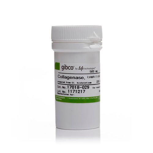 11282.COLAGENASA TIPO I POLVO 500MG - GIBCO – CTR Scientific