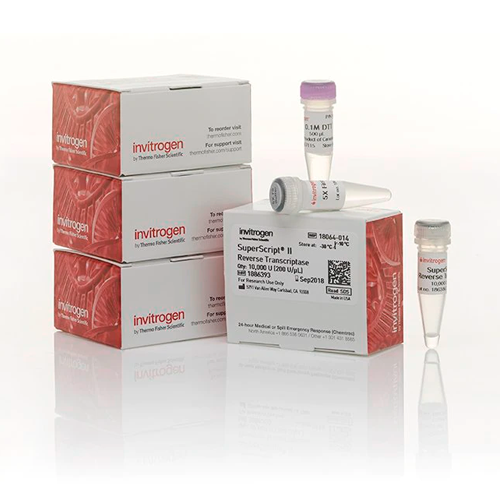 6387. TRANSCRIPTASA INVERSA SUPERSCRIPT II 4 X 10,000U -INVITROGEN ...