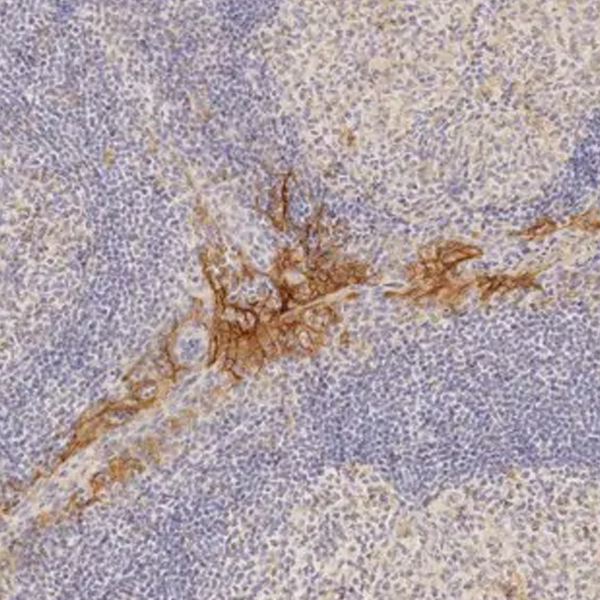 2951. ANTI-PD-L1 ANTIBODY (28-8) 50UL ABCAM – CTR Scientific