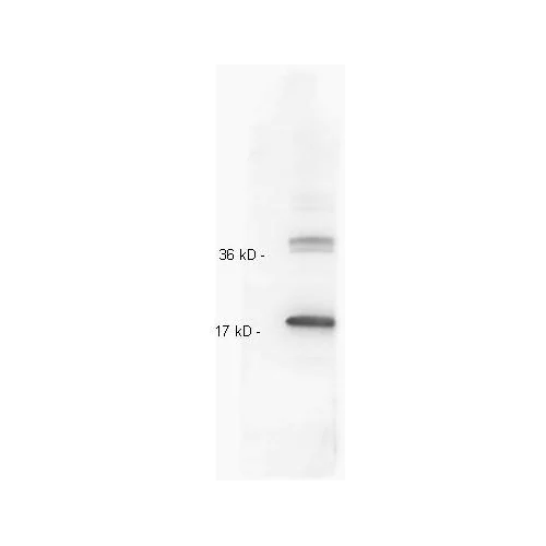 26436. ANTI-IL-10 ANTIBODY 250UL ABCAM – CTR Scientific