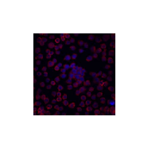 26601. HUMAN ENDOGLIN/CD105 BIOTINYLATED ANTIBODY 50UG R&D SYSTEMS ...