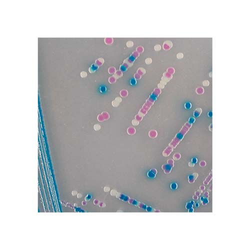 22392. CHROMAGAR O157 P/AISLAMIENTO SELECTIVO Y LA DIFERENCIACION DE E ...